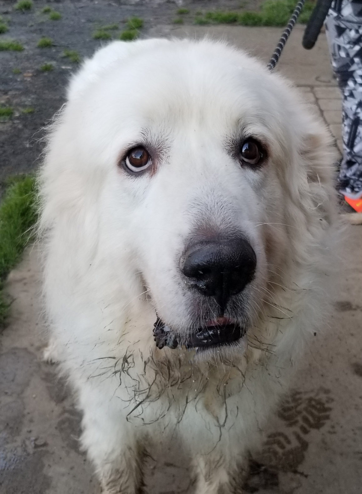Home - Carolina Great Pyrenees Rescue