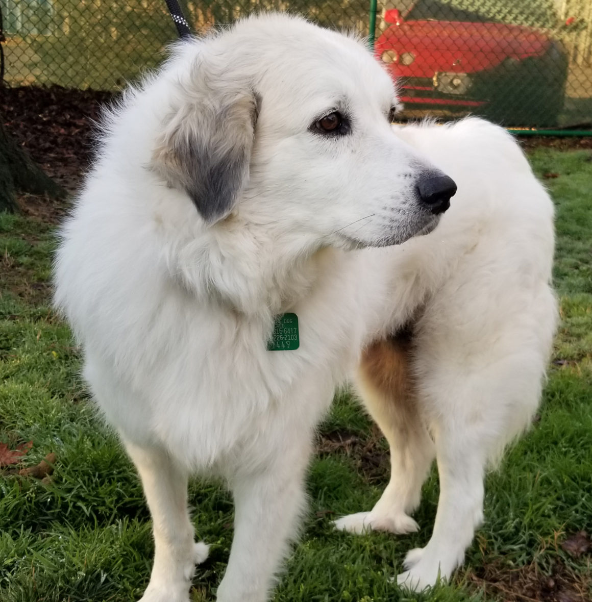 Nc Great Pyrenees Rescue