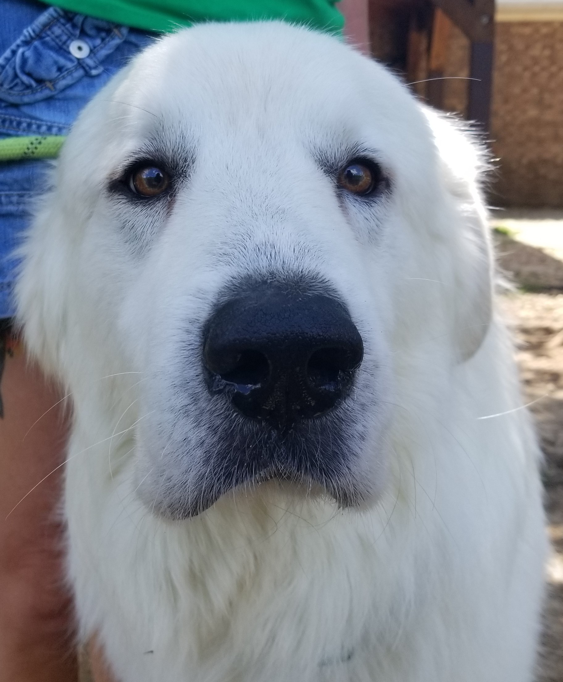 Our Pyrs - Carolina Great Pyrenees Rescue