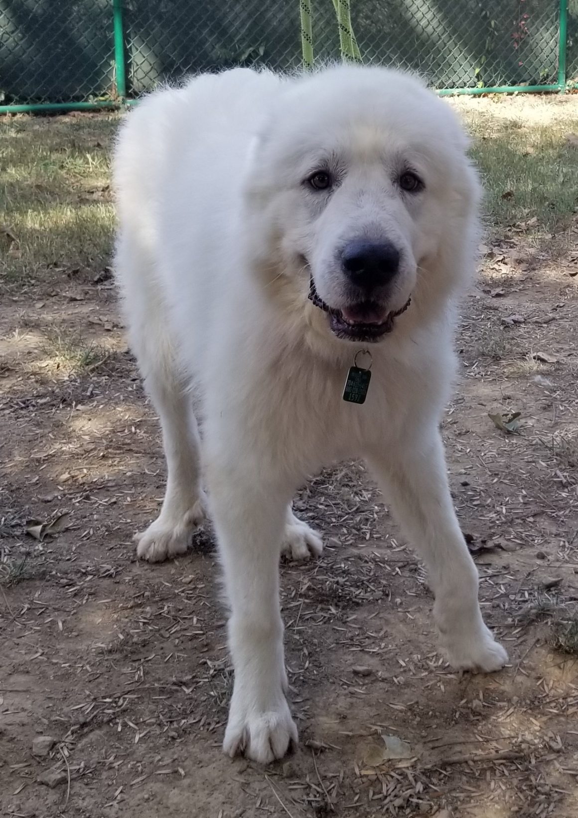 Home - Carolina Great Pyrenees Rescue