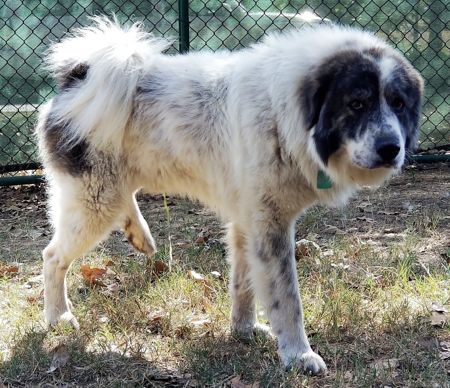 Home - Carolina Great Pyrenees Rescue