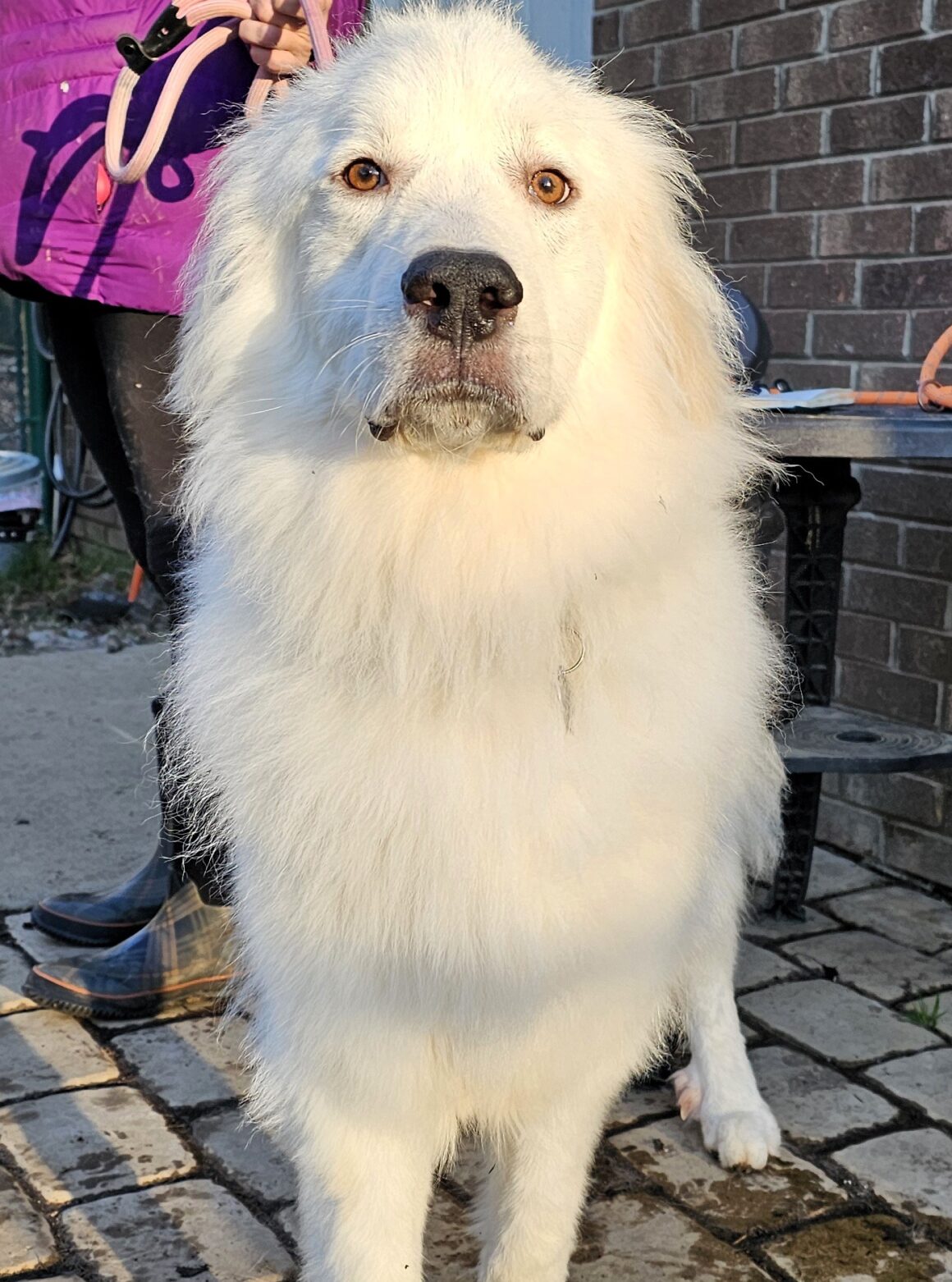Skye and Stark - Carolina Great Pyrenees Rescue