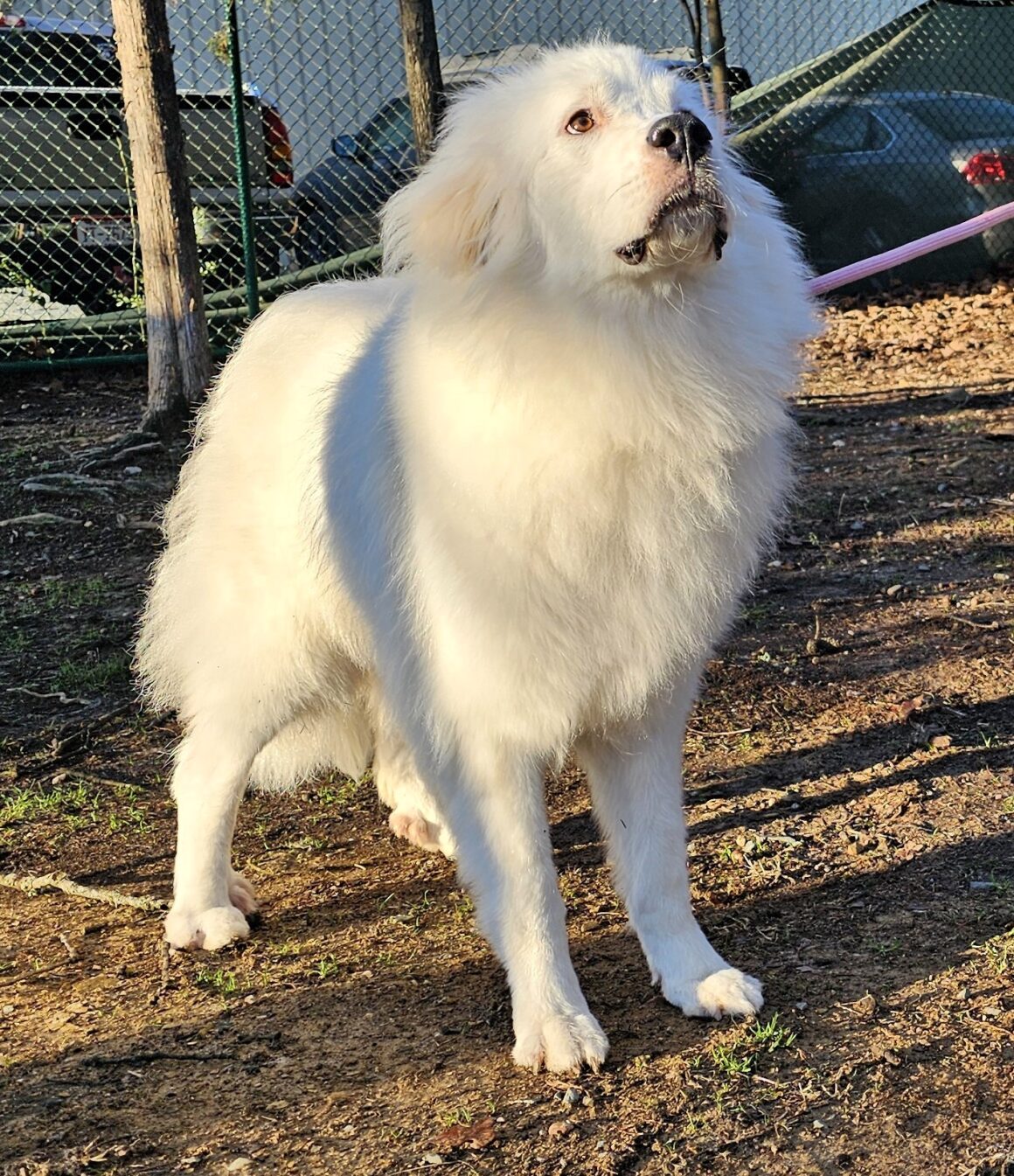 Nc Great Pyrenees Rescue
