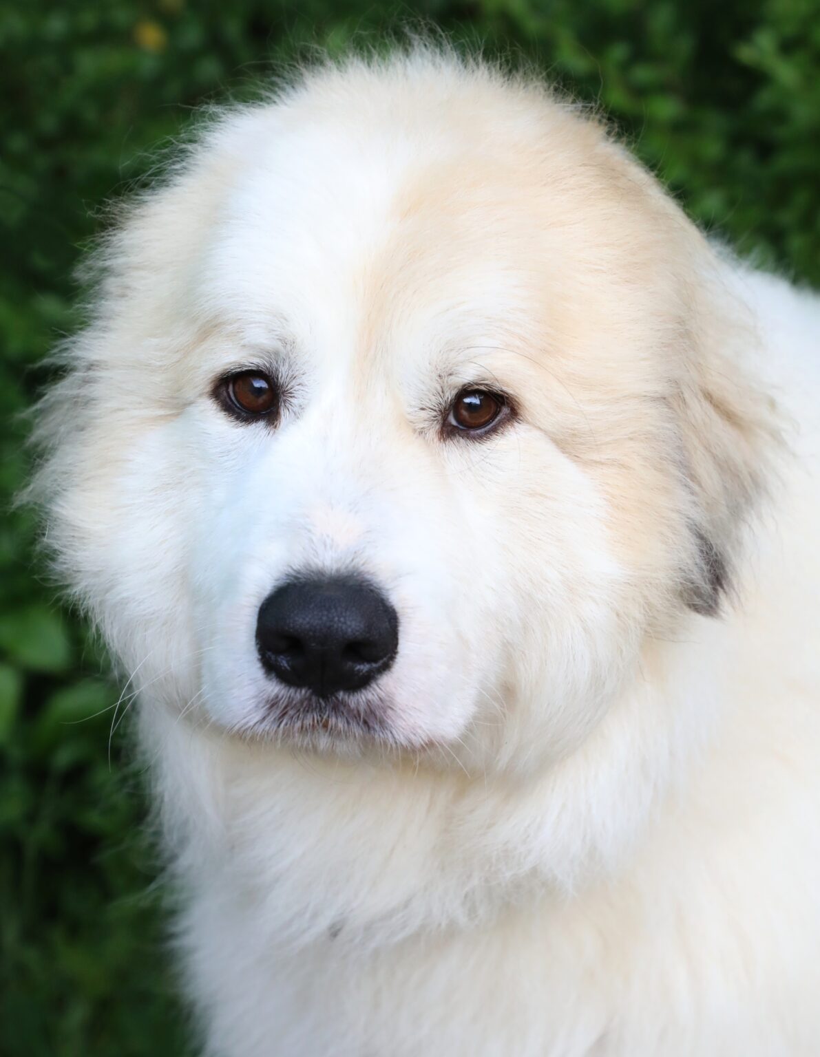Cooper - Carolina Great Pyrenees Rescue