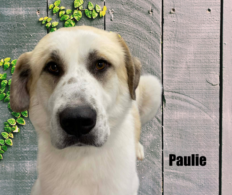 Paulie - Carolina Great Pyrenees Rescue